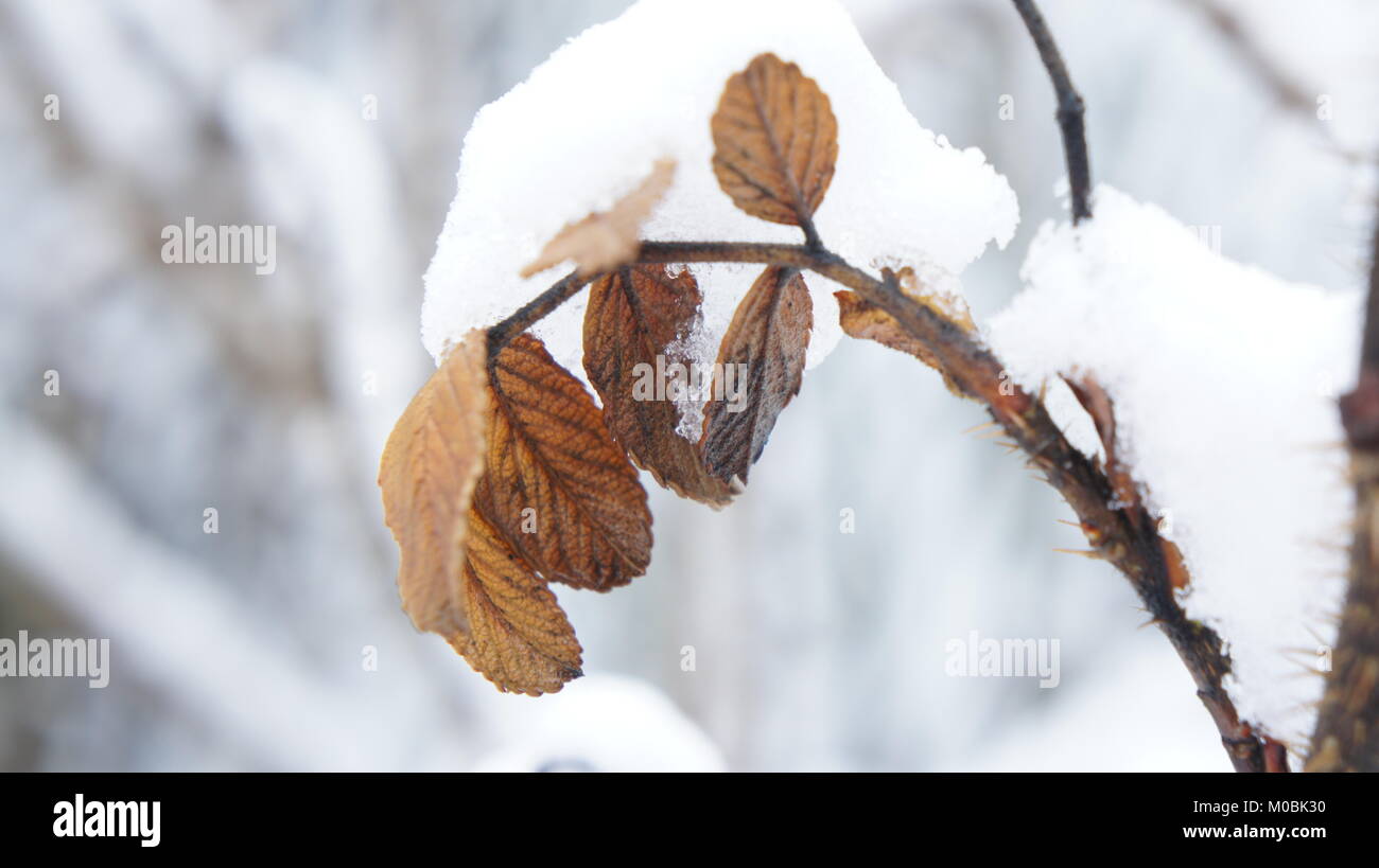 Frozen tree branch. snow on tree snow and branch texture background ...