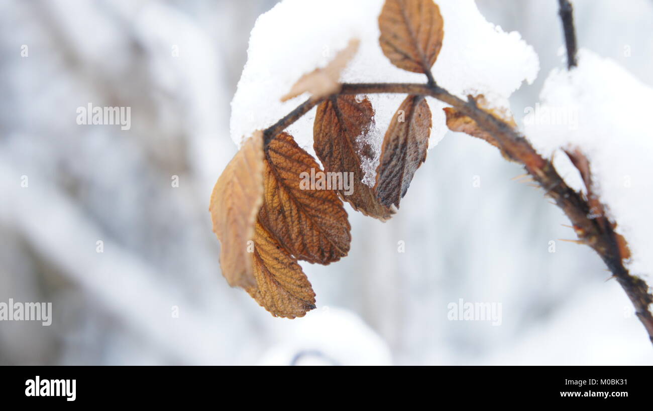 Frozen tree branch. snow on tree snow and branch texture background ...