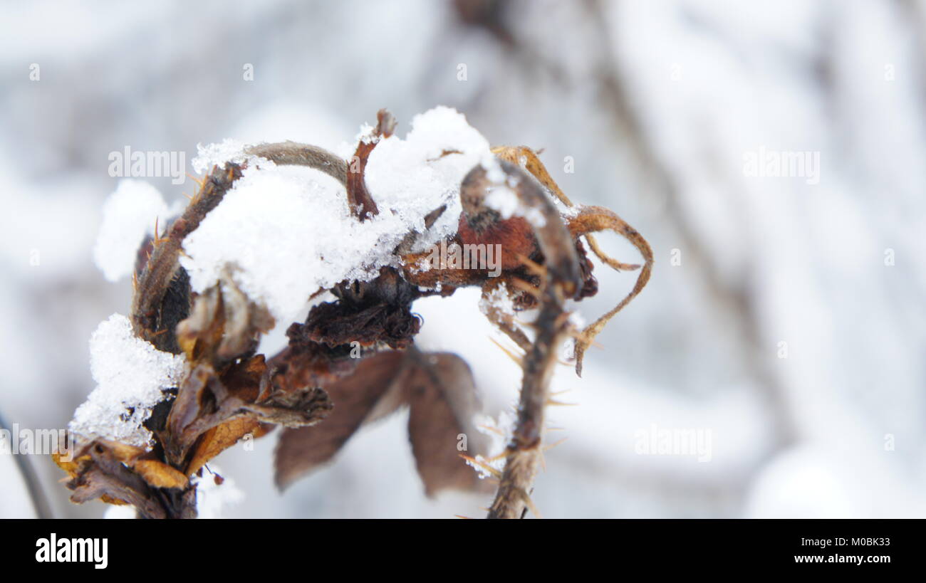 Frozen tree branch. snow on tree snow and branch texture background ...