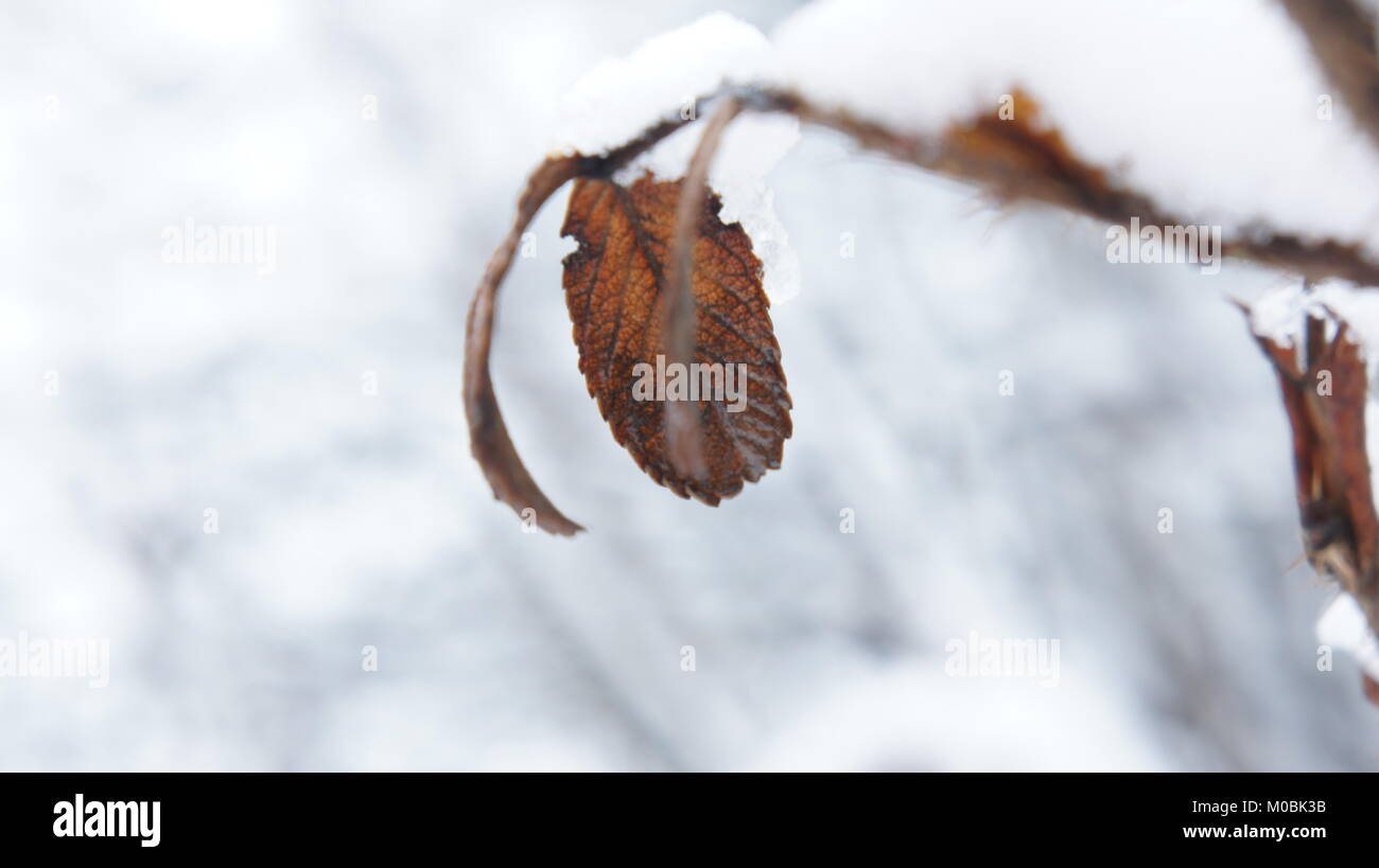 Frozen tree branch. snow on tree snow and branch texture background ...