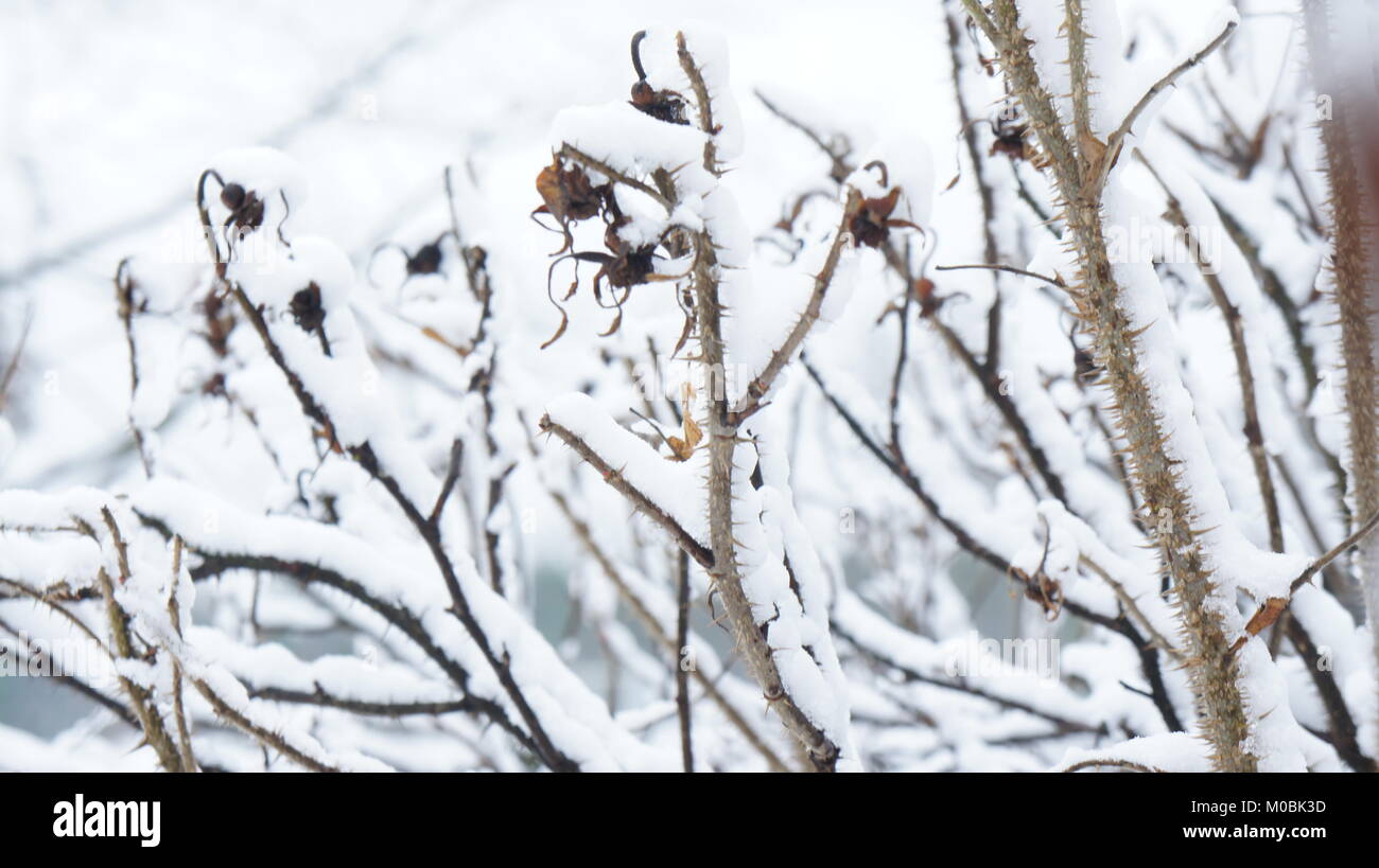 Frozen tree branch. snow on tree snow and branch texture background ...