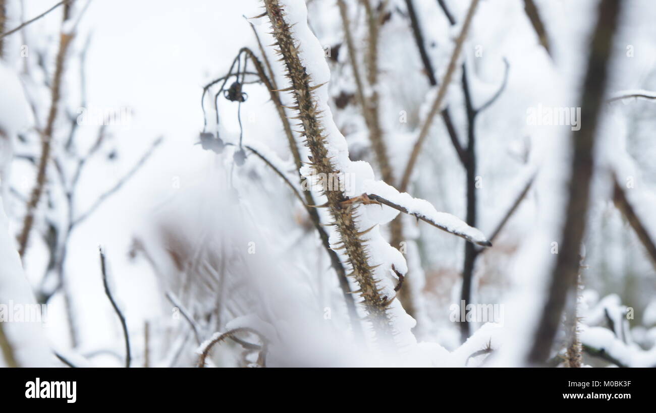 Frozen tree branch. snow on tree snow and branch texture background ...