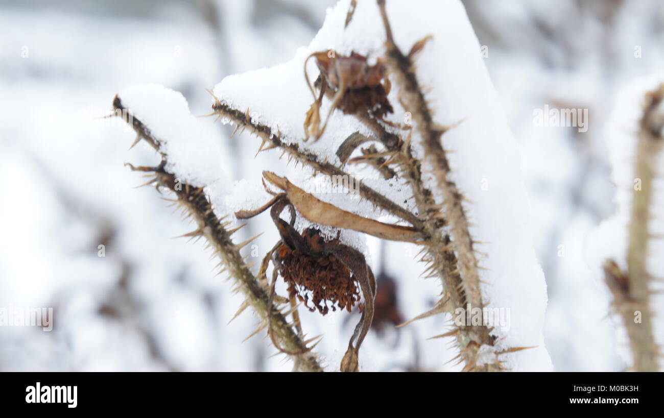 Frozen tree branch. snow on tree snow and branch texture background ...