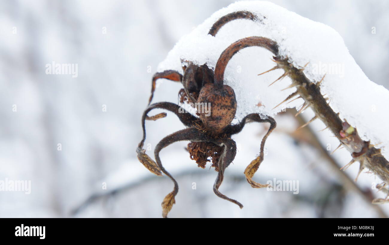 Frozen tree branch. snow on tree snow and branch texture background ...
