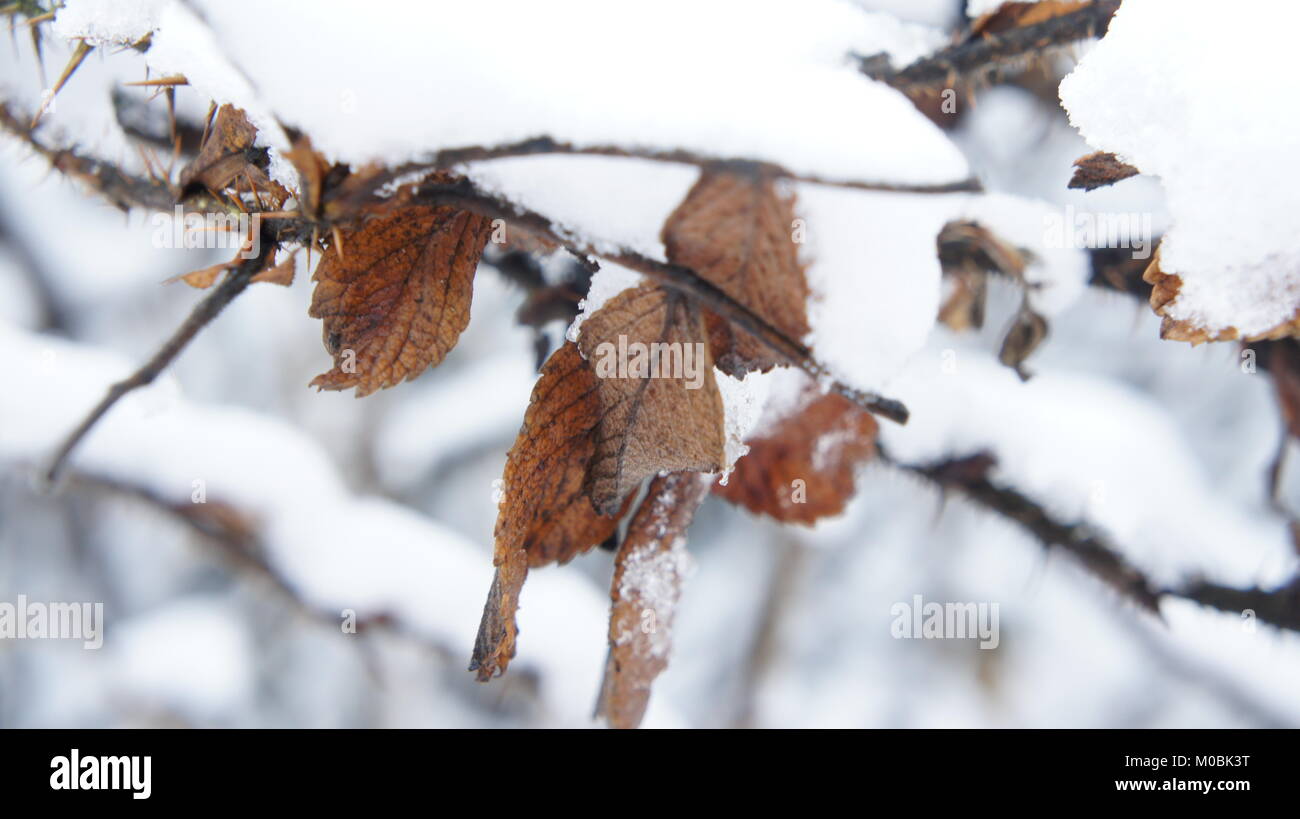 Frozen tree branch. snow on tree snow and branch texture background ...