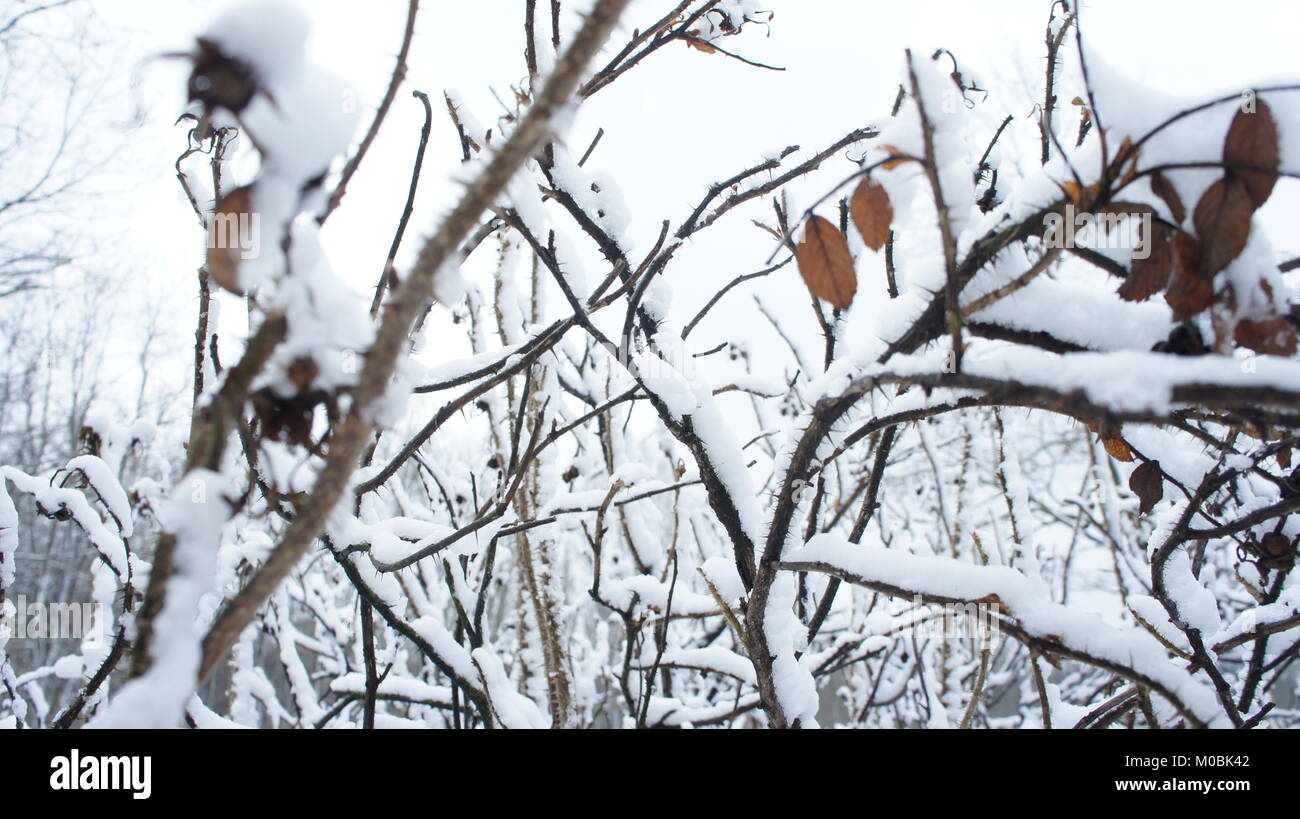 Frozen tree branch. snow on tree snow and branch texture background ...