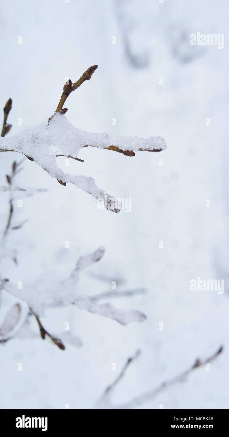 Frozen tree branch. snow on tree snow and branch texture background ...
