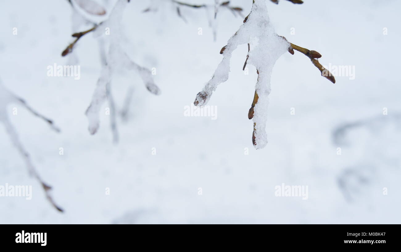 Frozen tree branch. snow on tree snow and branch texture background ...
