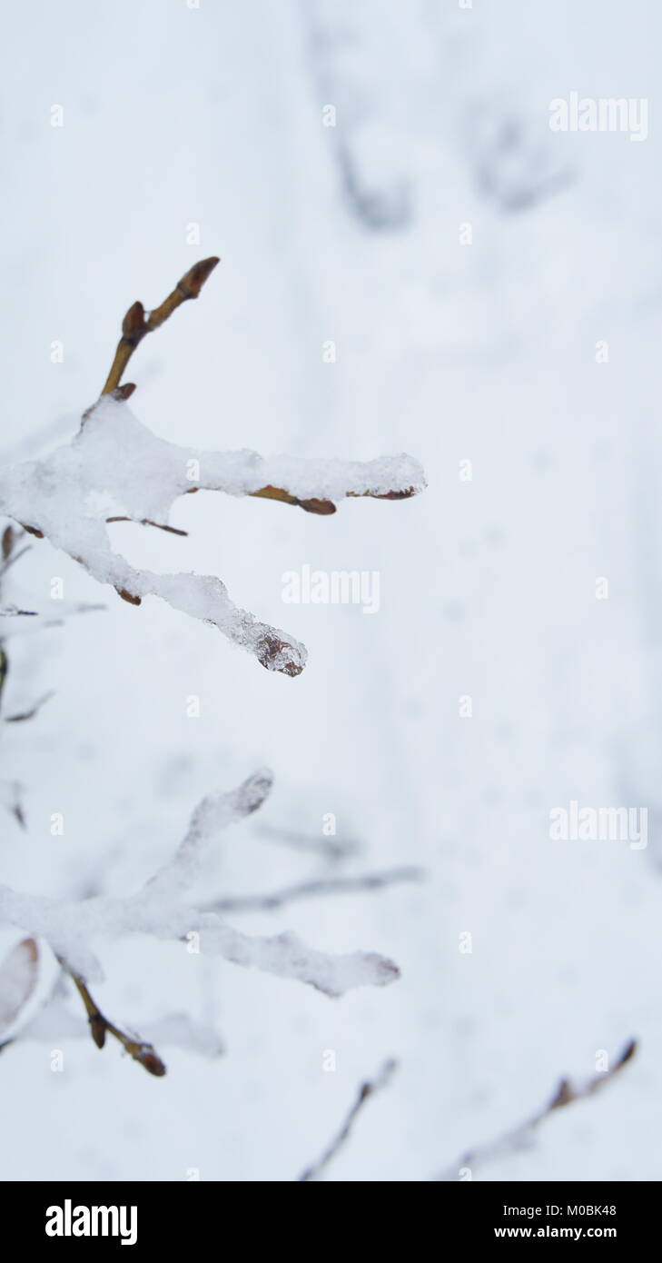 Frozen tree branch. snow on tree snow and branch texture background ...