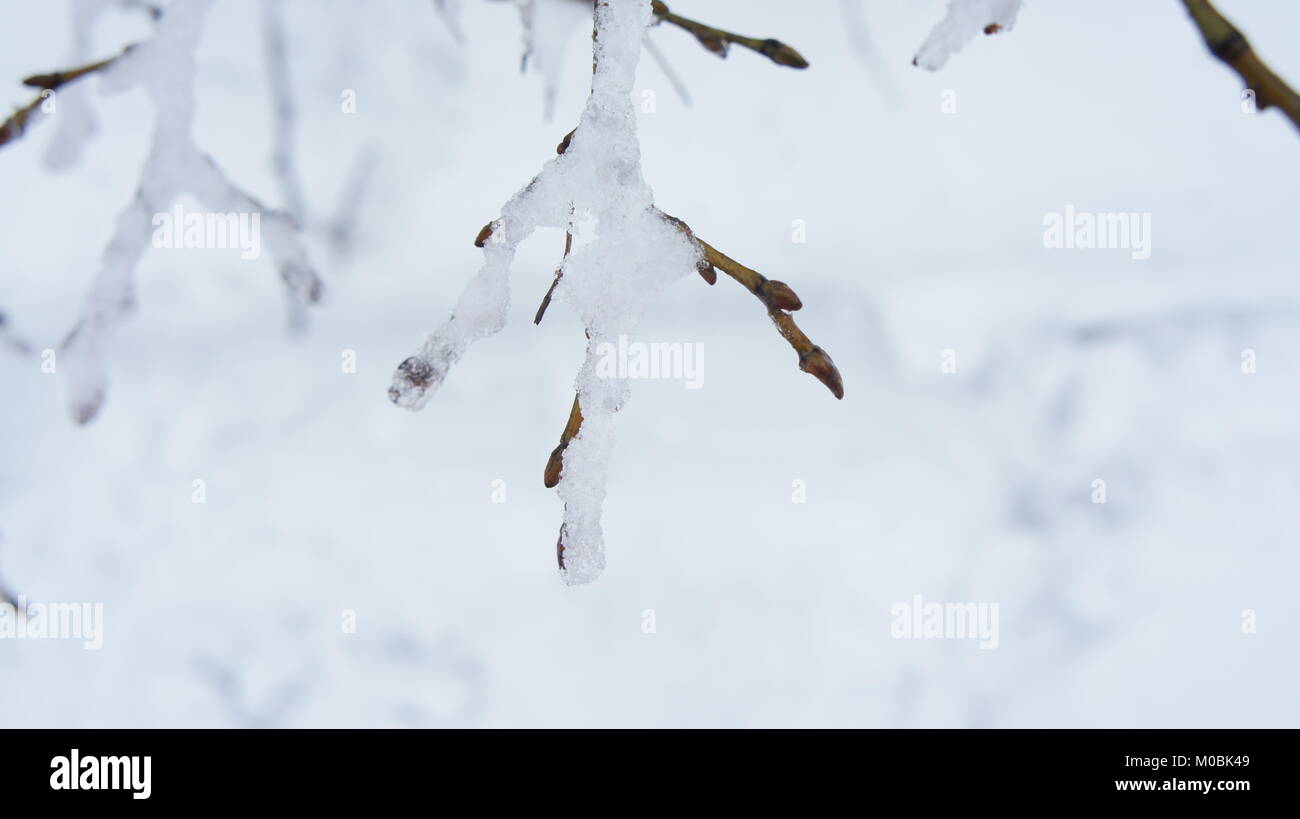 Frozen tree branch. snow on tree snow and branch texture background ...