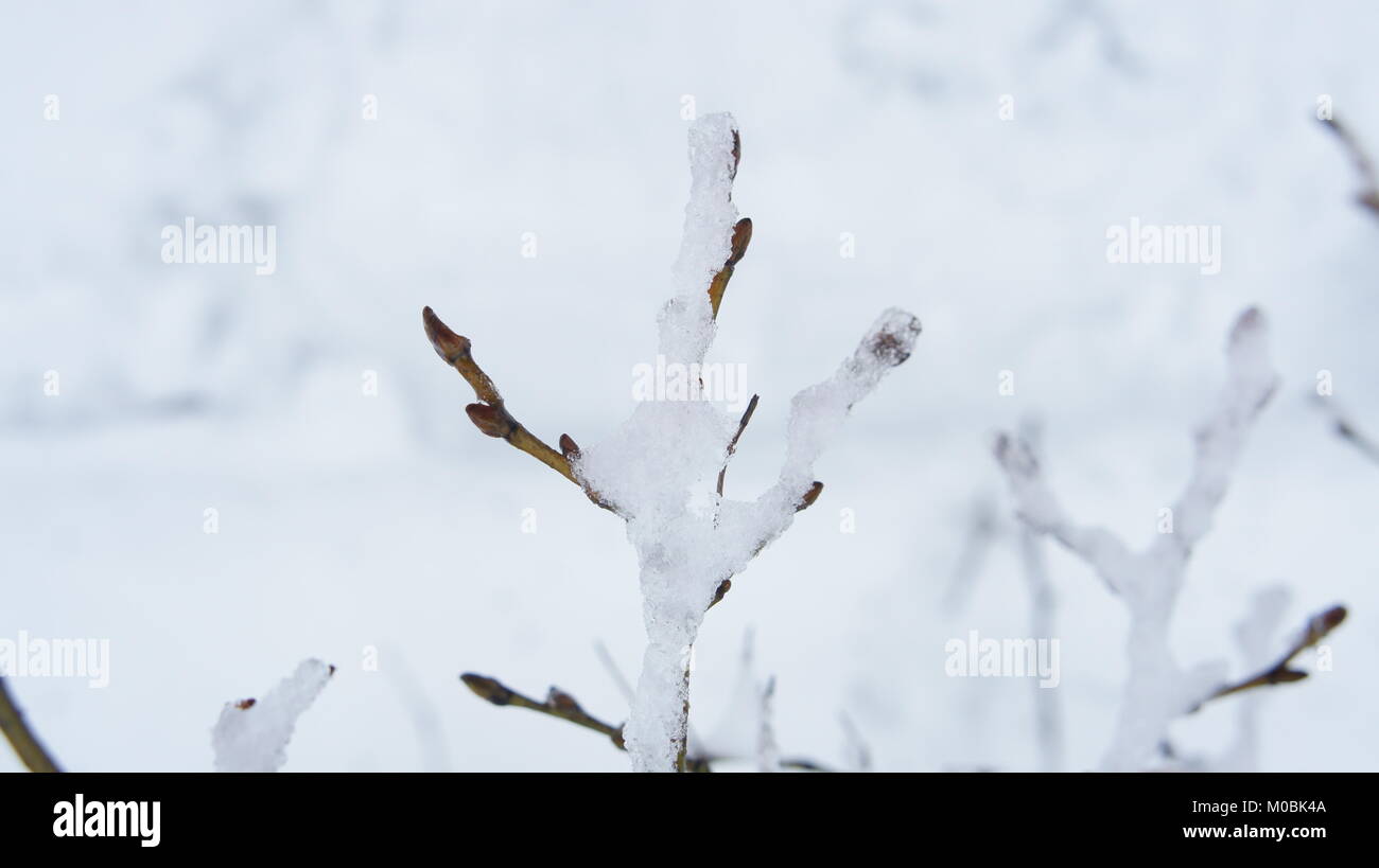 Frozen tree branch. snow on tree snow and branch texture background ...