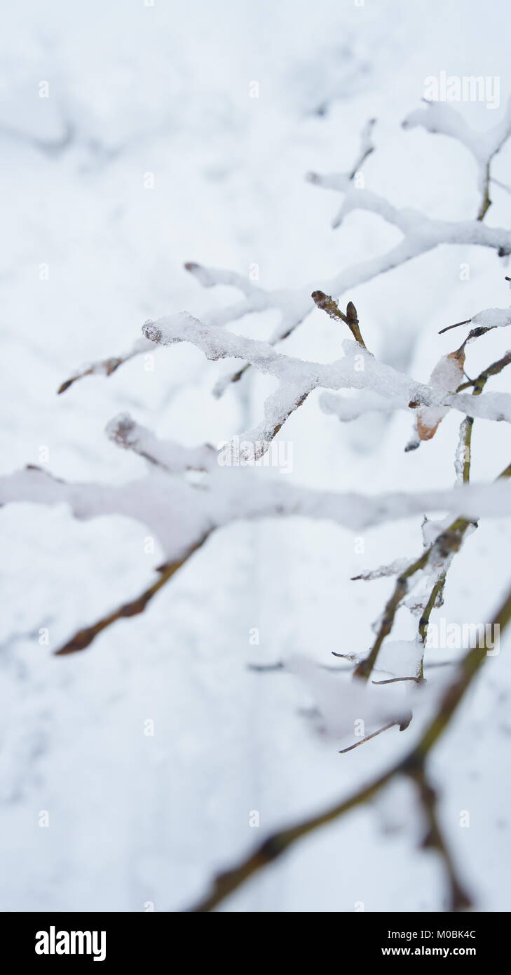 Frozen tree branch. snow on tree snow and branch texture background ...