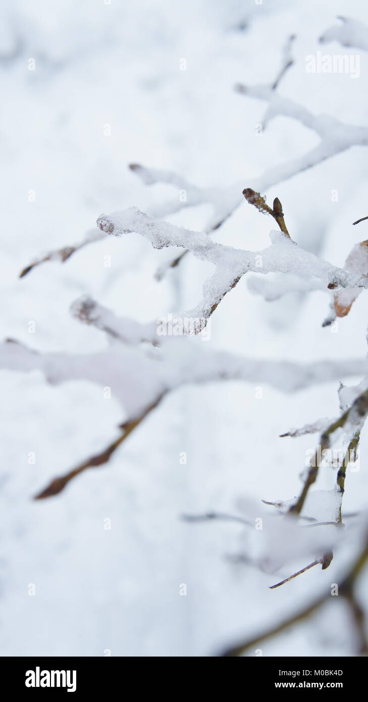 Frozen tree branch. snow on tree snow and branch texture background ...