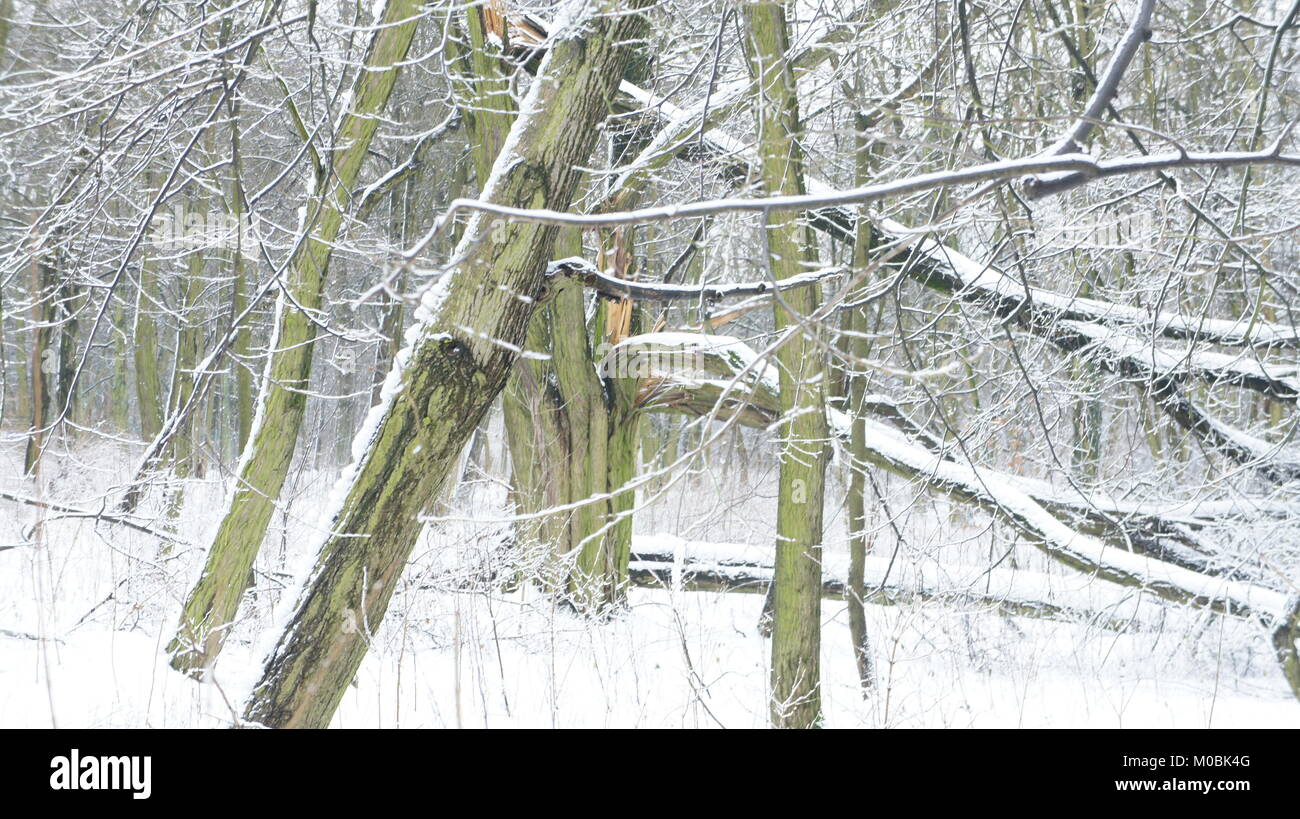 Frozen tree branch. snow on tree snow and branch texture background ...