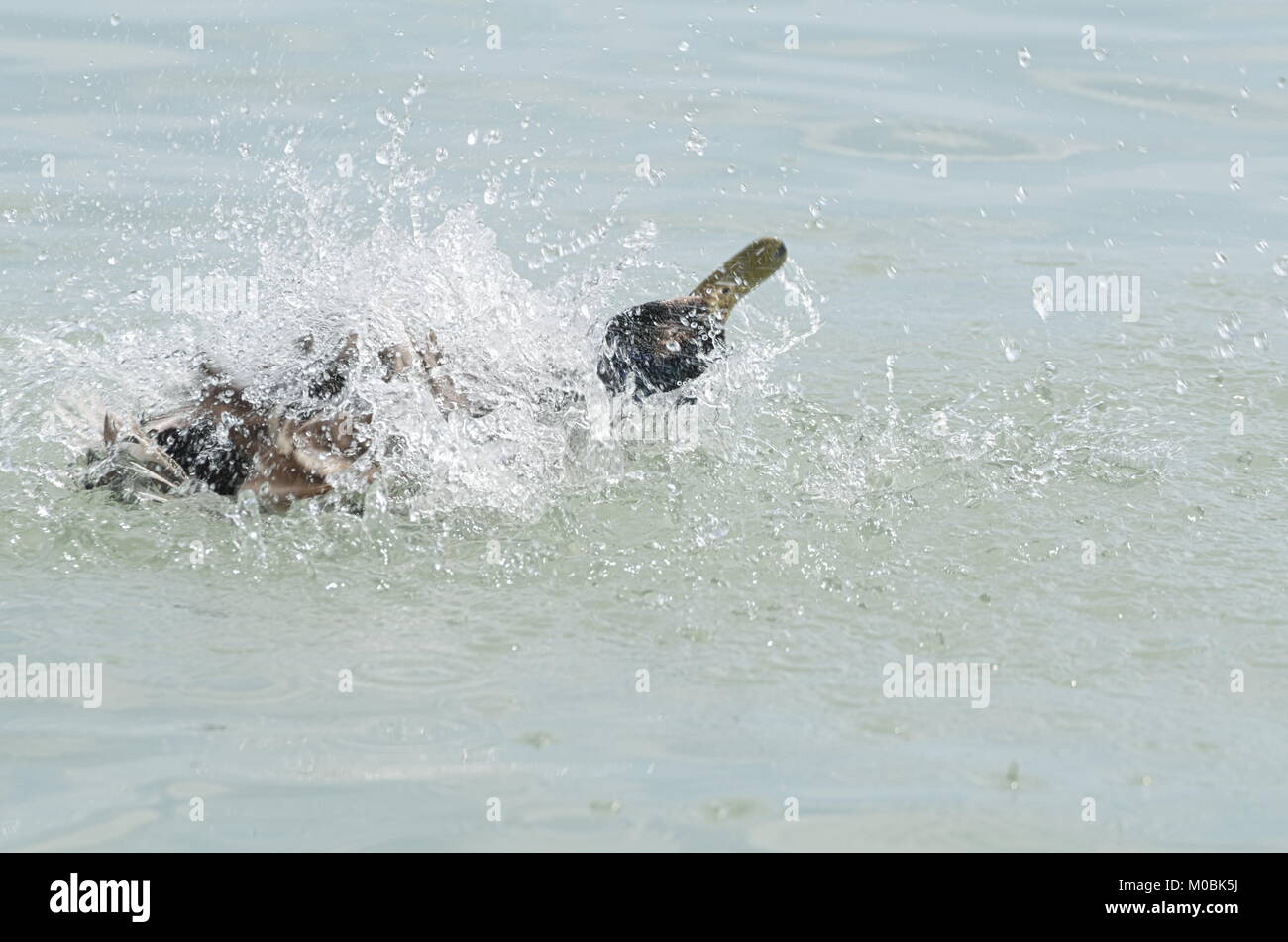Wet duck hi-res stock photography and images - Alamy