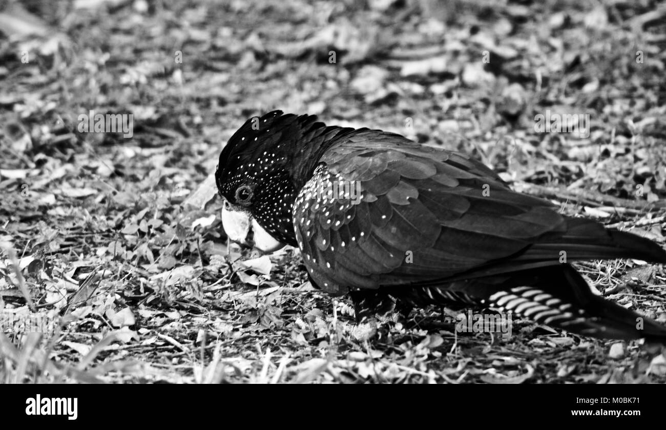 Nostalgic silence Black and White Stock Photos & Images - Alamy