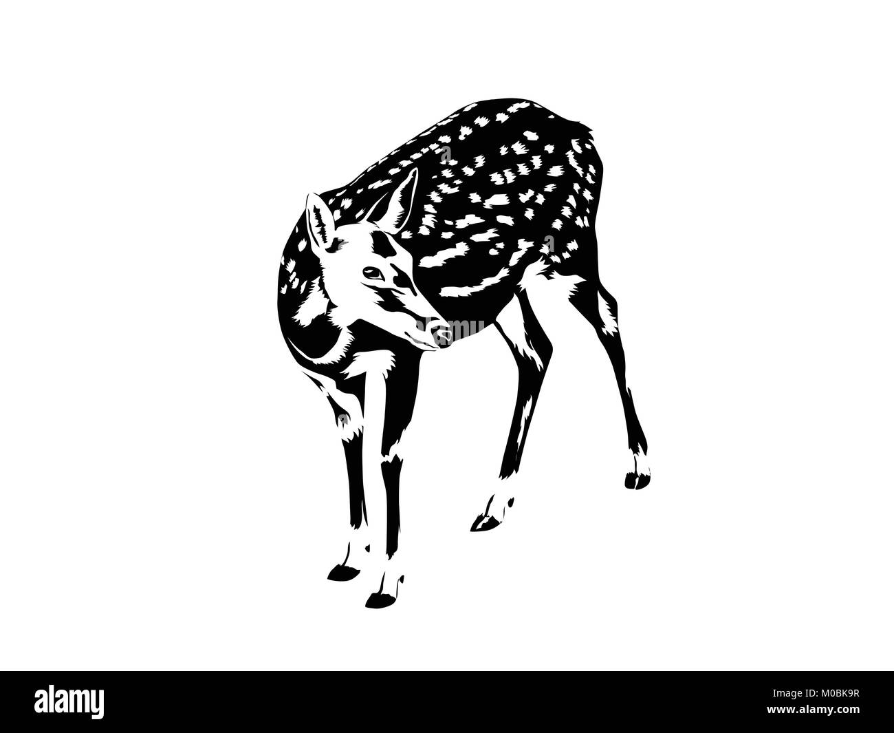 Spotted deer vector vectors hi-res stock photography and images - Alamy