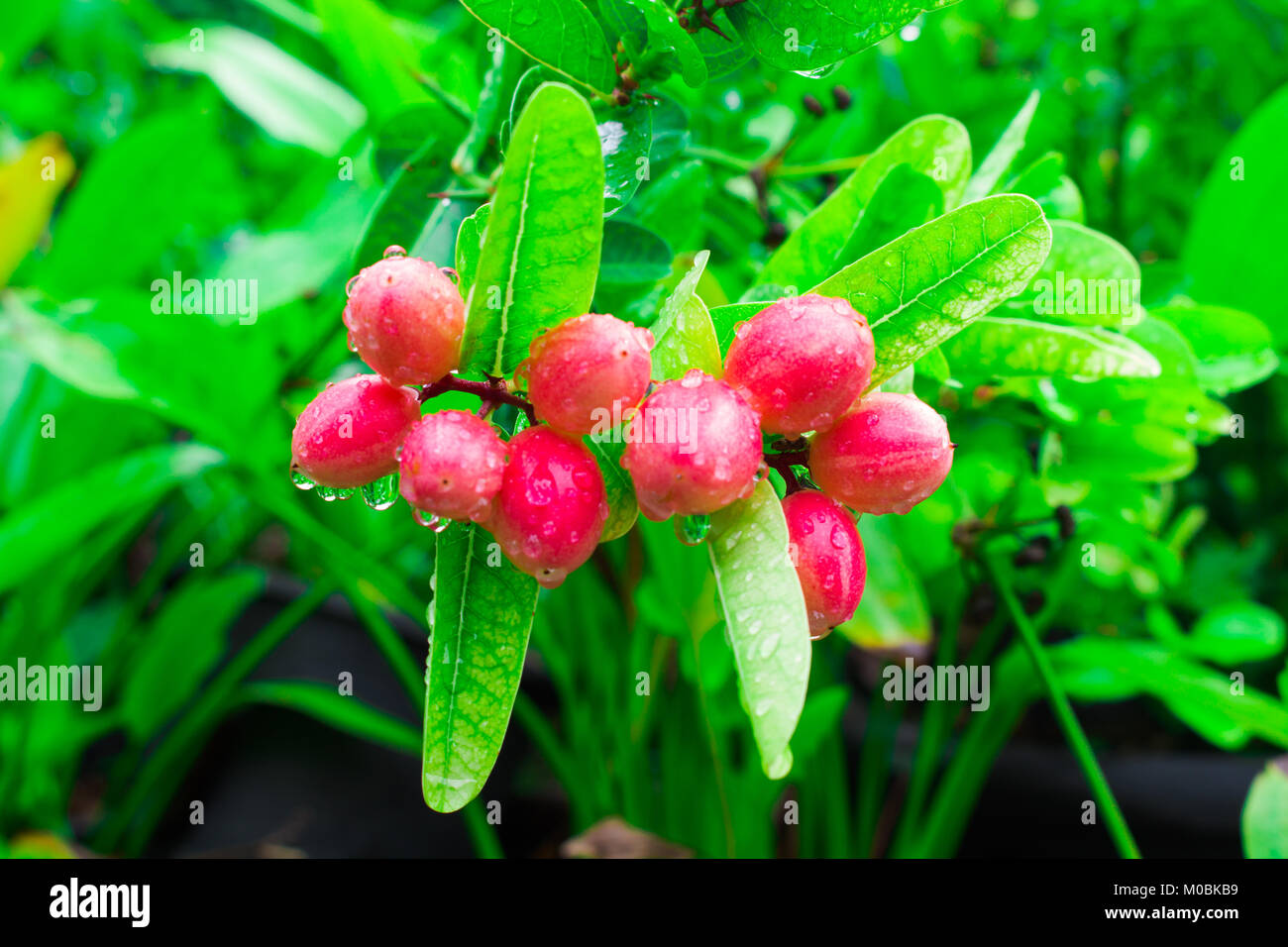Carissa carandas hi-res stock photography and images - Alamy