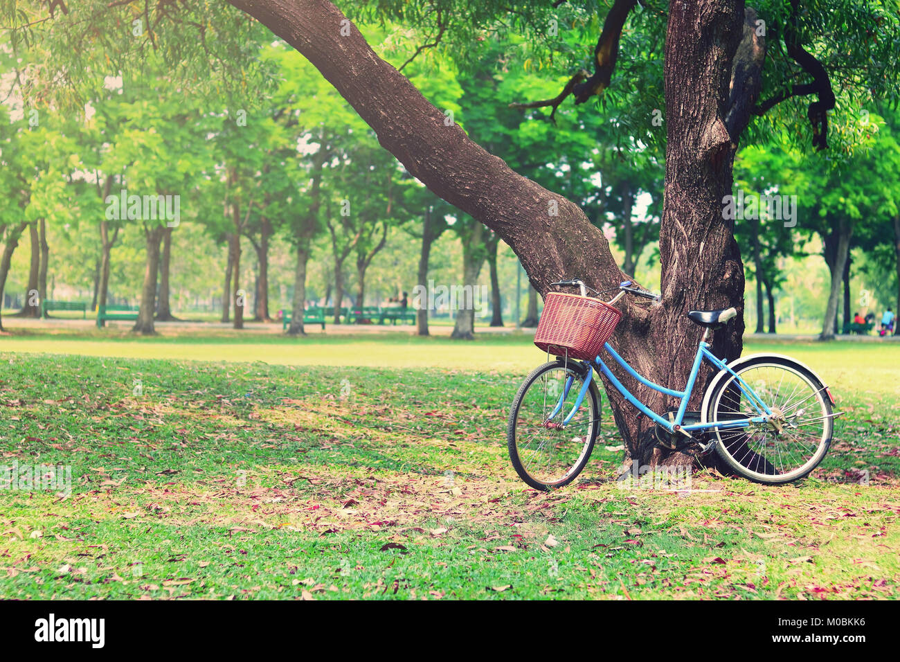 Vintage bicycle waiting near tree, in vintage retro tone Stock Photo ...