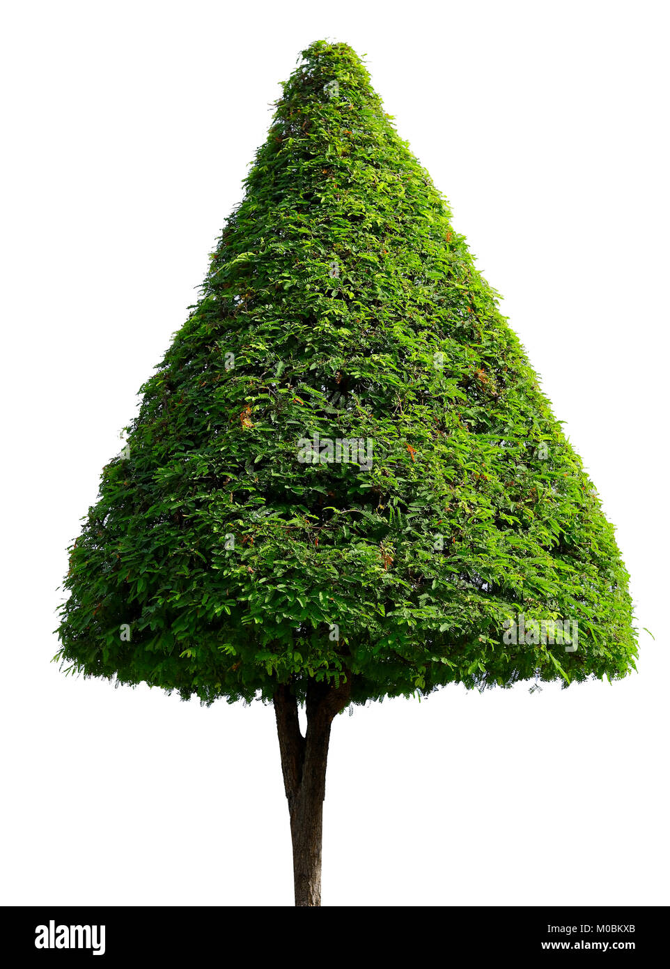 Tree on a white background Stock Photo - Alamy