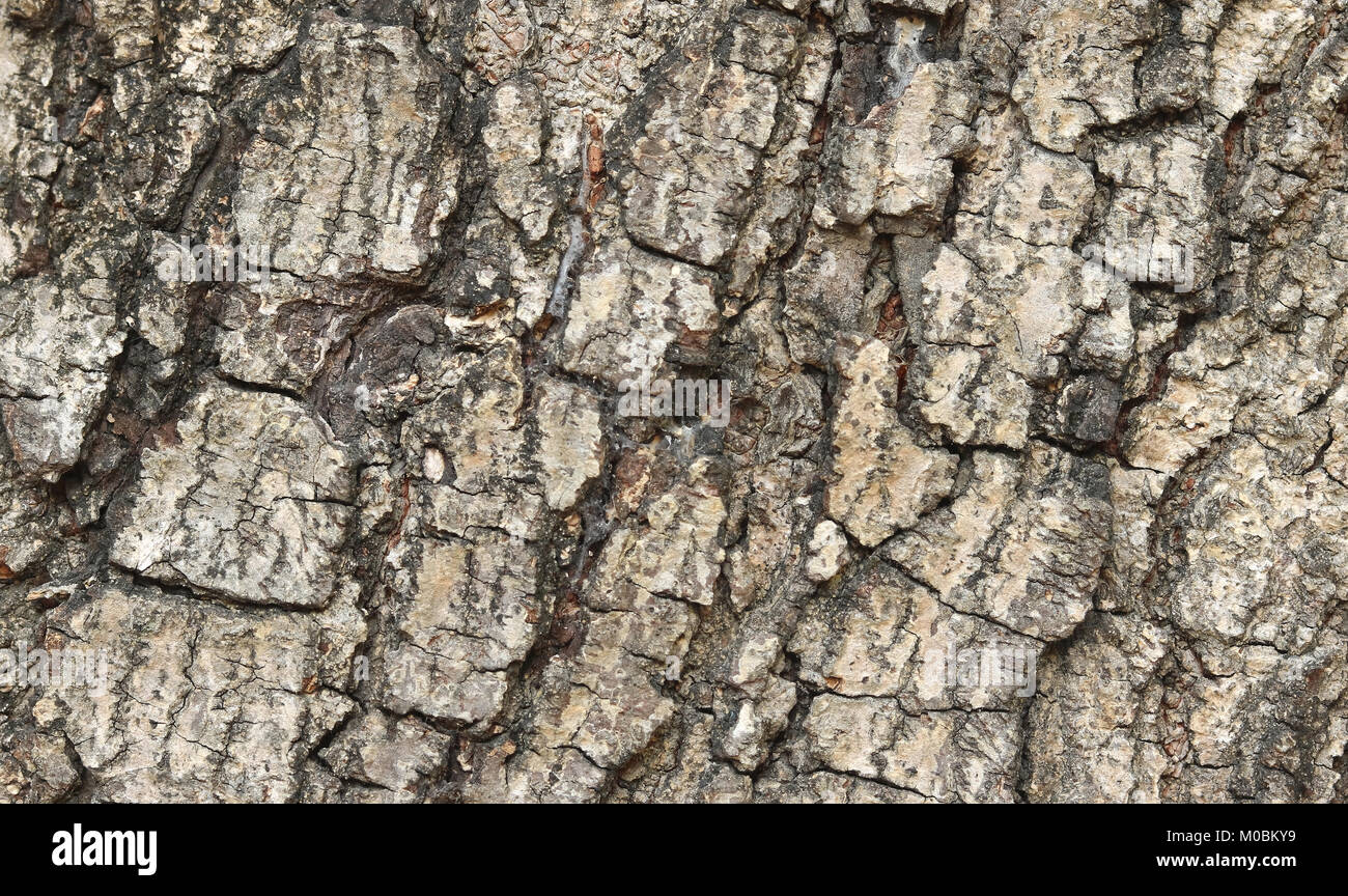 Tree bark texture Stock Photo - Alamy