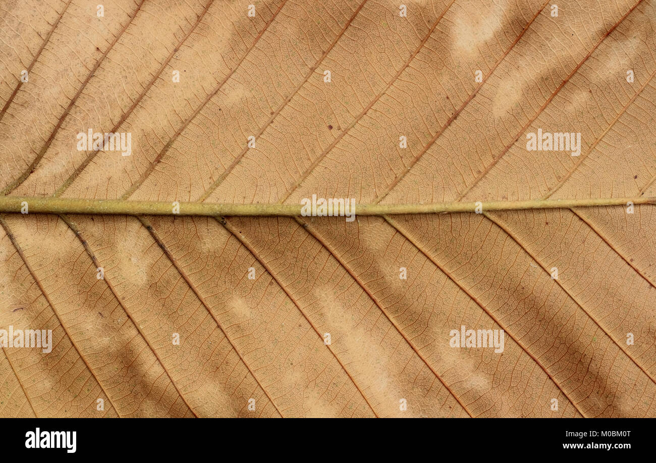 dry brown leaf texture Stock Photo - Alamy