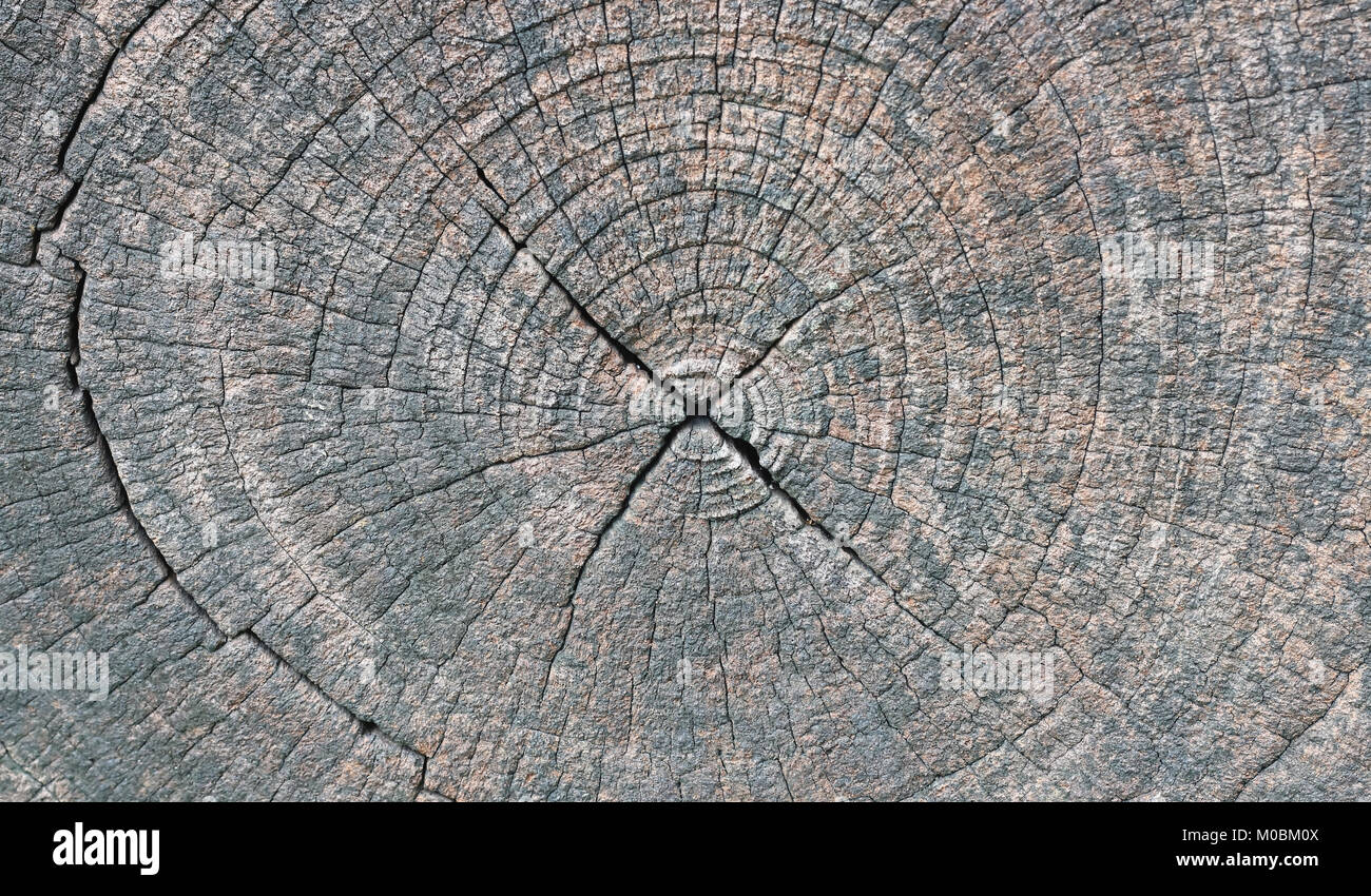 Old Wood Tree Texture Background Pattern Stock Photo - Alamy