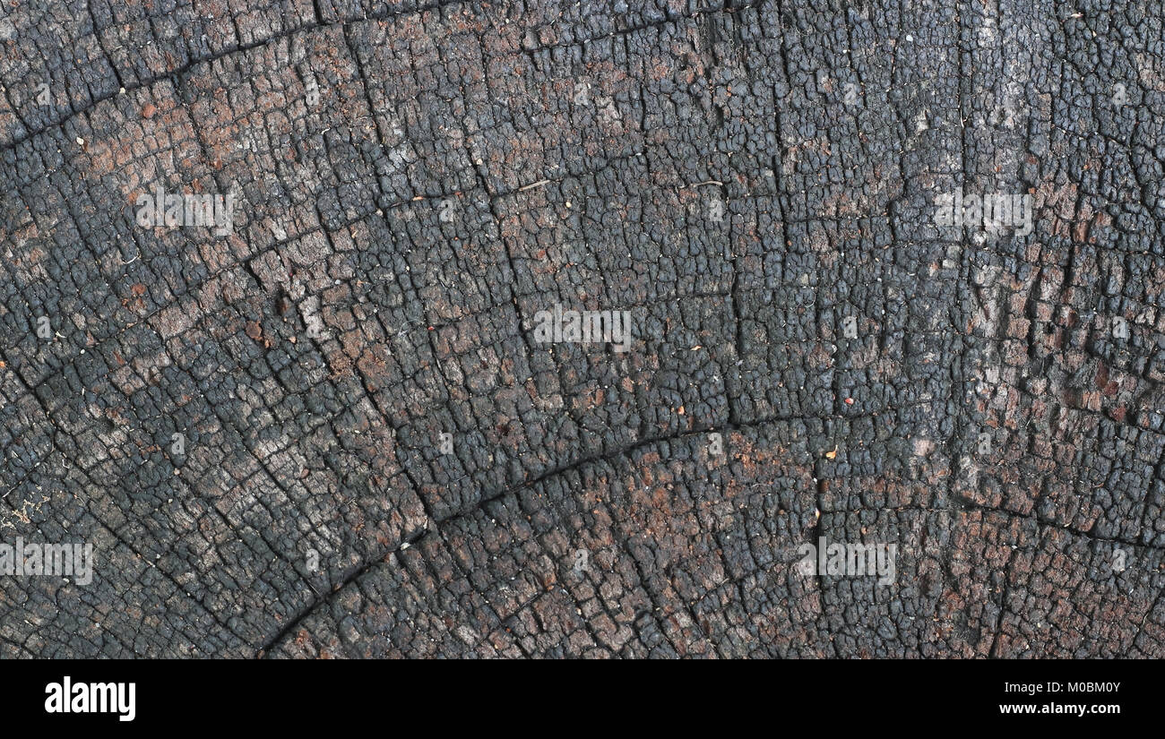 Old Wood Tree Texture Background Pattern Stock Photo - Alamy