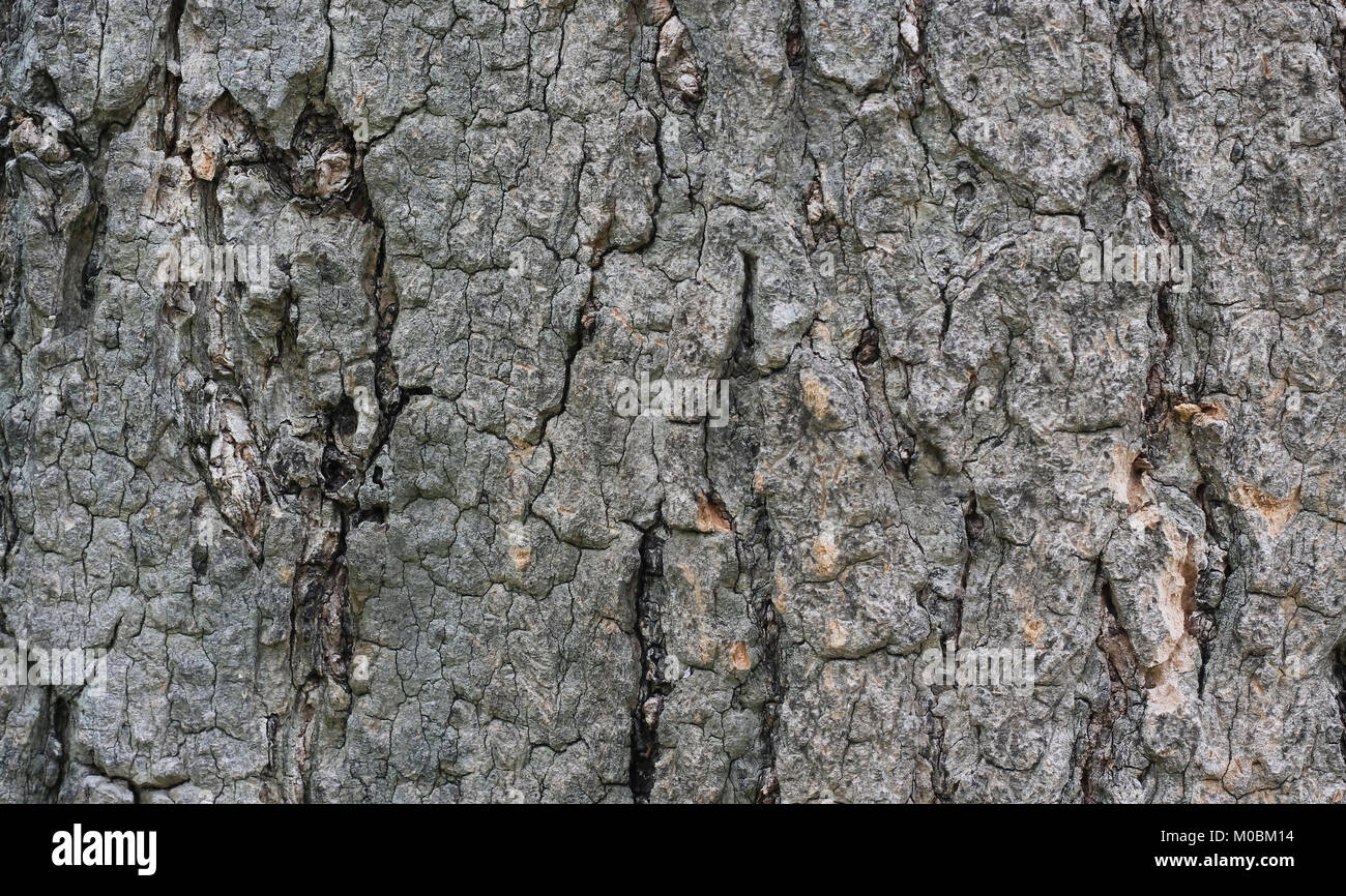 Old Wood Tree Texture Background Pattern Stock Photo - Alamy