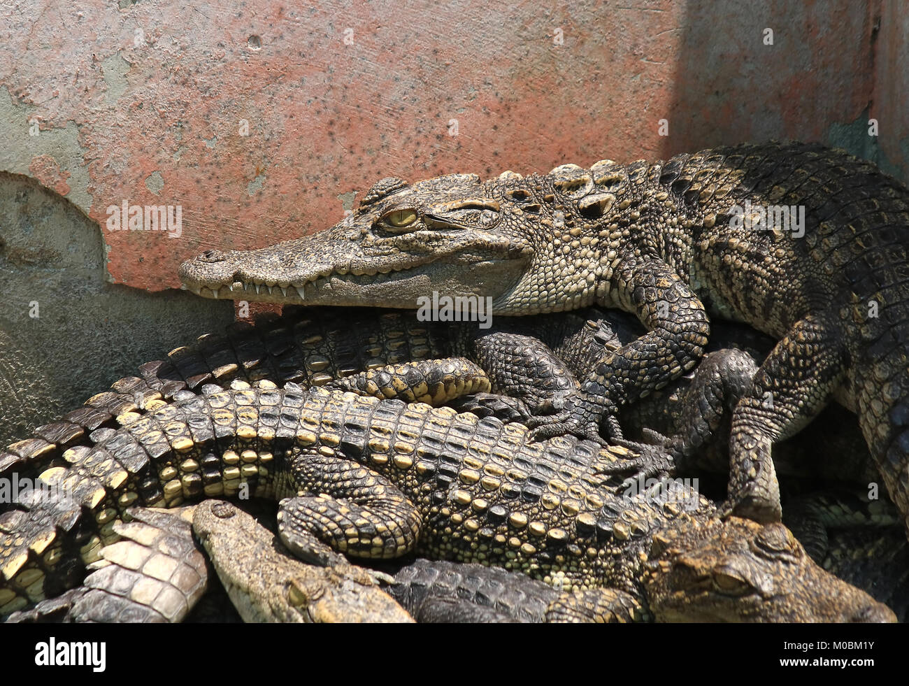 Crocodiles close up in Thailand Stock Photo - Alamy