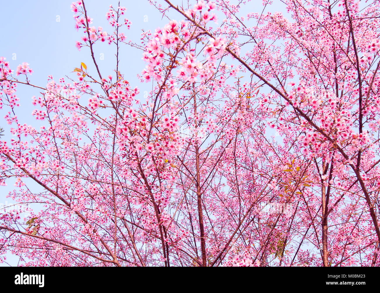 Wild Himalayan cherry blooming (Prunus cerasoides Stock Photo - Alamy