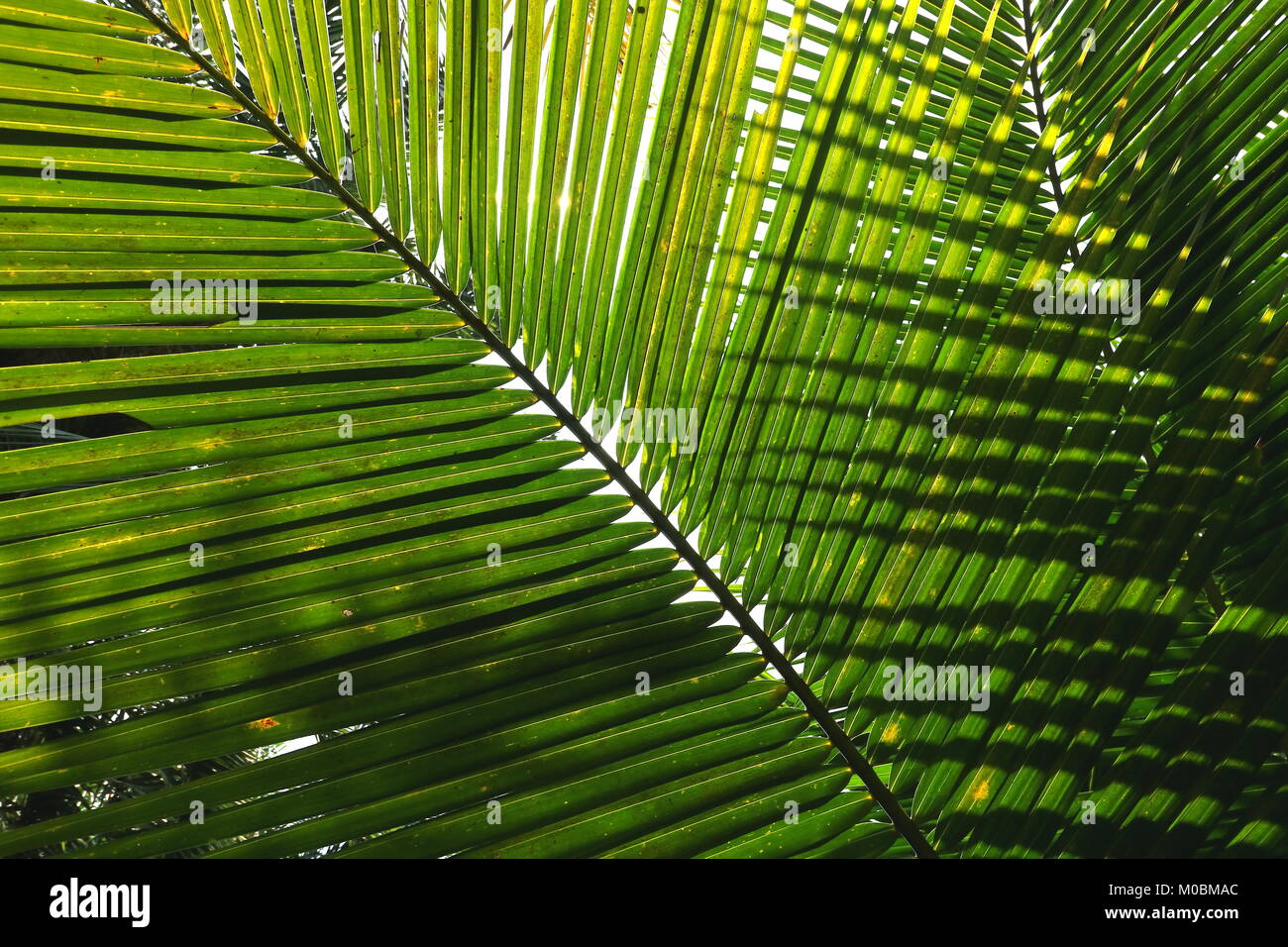 Leaves of coconut tree Stock Photo - Alamy