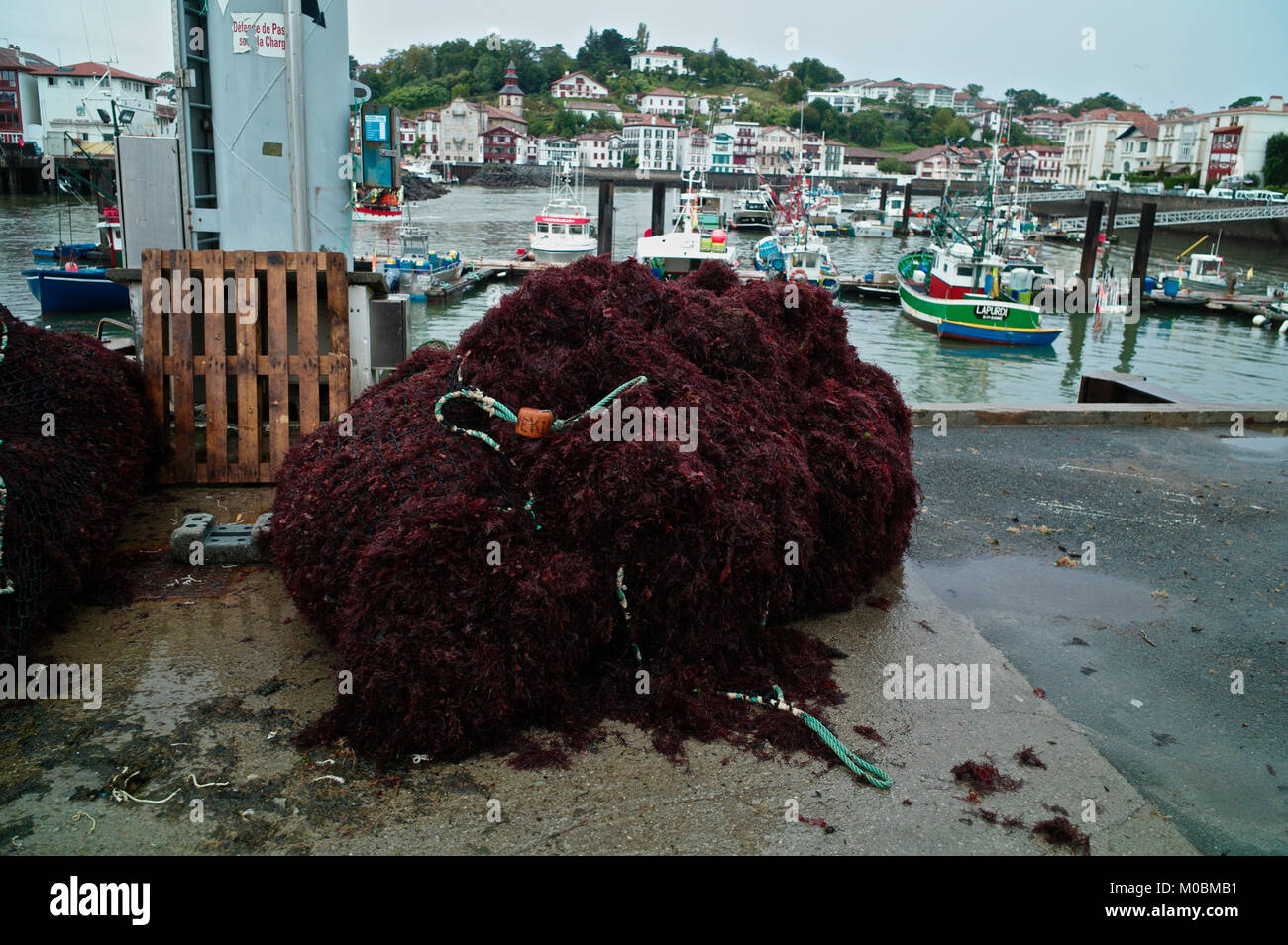 Fishing boats bringing back Seaweed and algae, used as marine ...