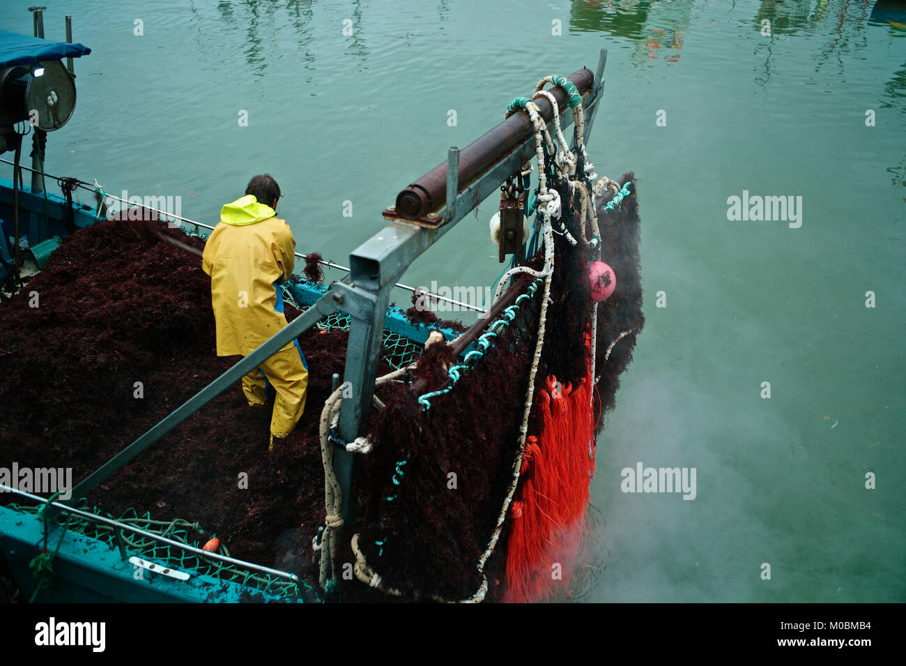 Fishing boats bringing back seaweed and algae, used as marine ...