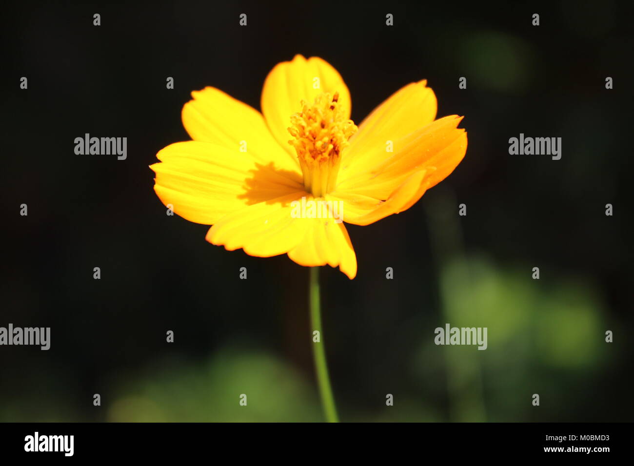 High resolution flower hi-res stock photography and images - Alamy