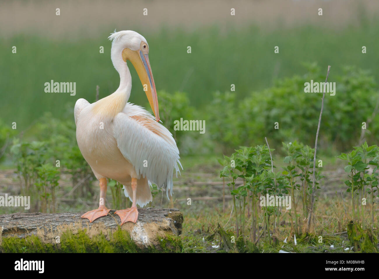 White Pelican (Pelecanus onocrotalus) on a Log Stock Photo - Alamy