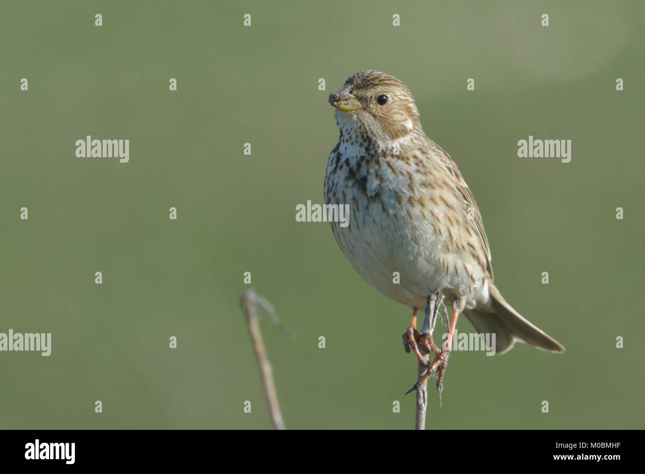 Corn bunting (Emberiza calandra) against green background Stock Photo ...