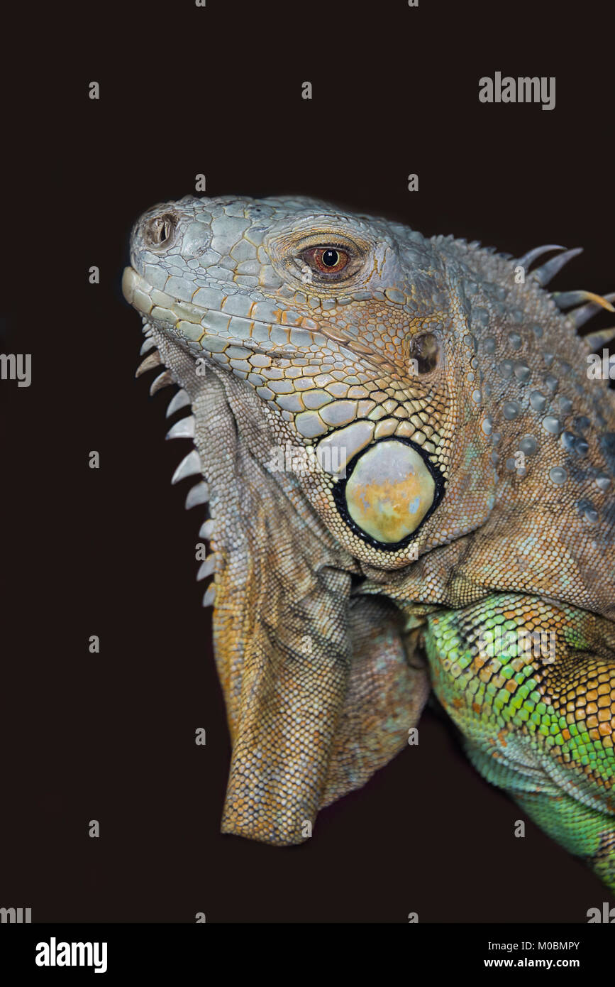 Vertical format upright format hi-res stock photography and images - Alamy