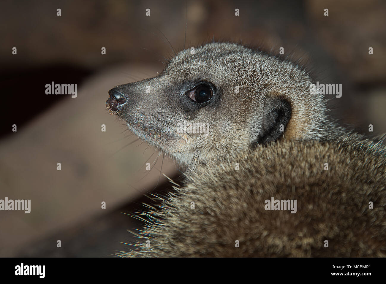 Meerkat portrait from behind hi-res stock photography and images - Alamy