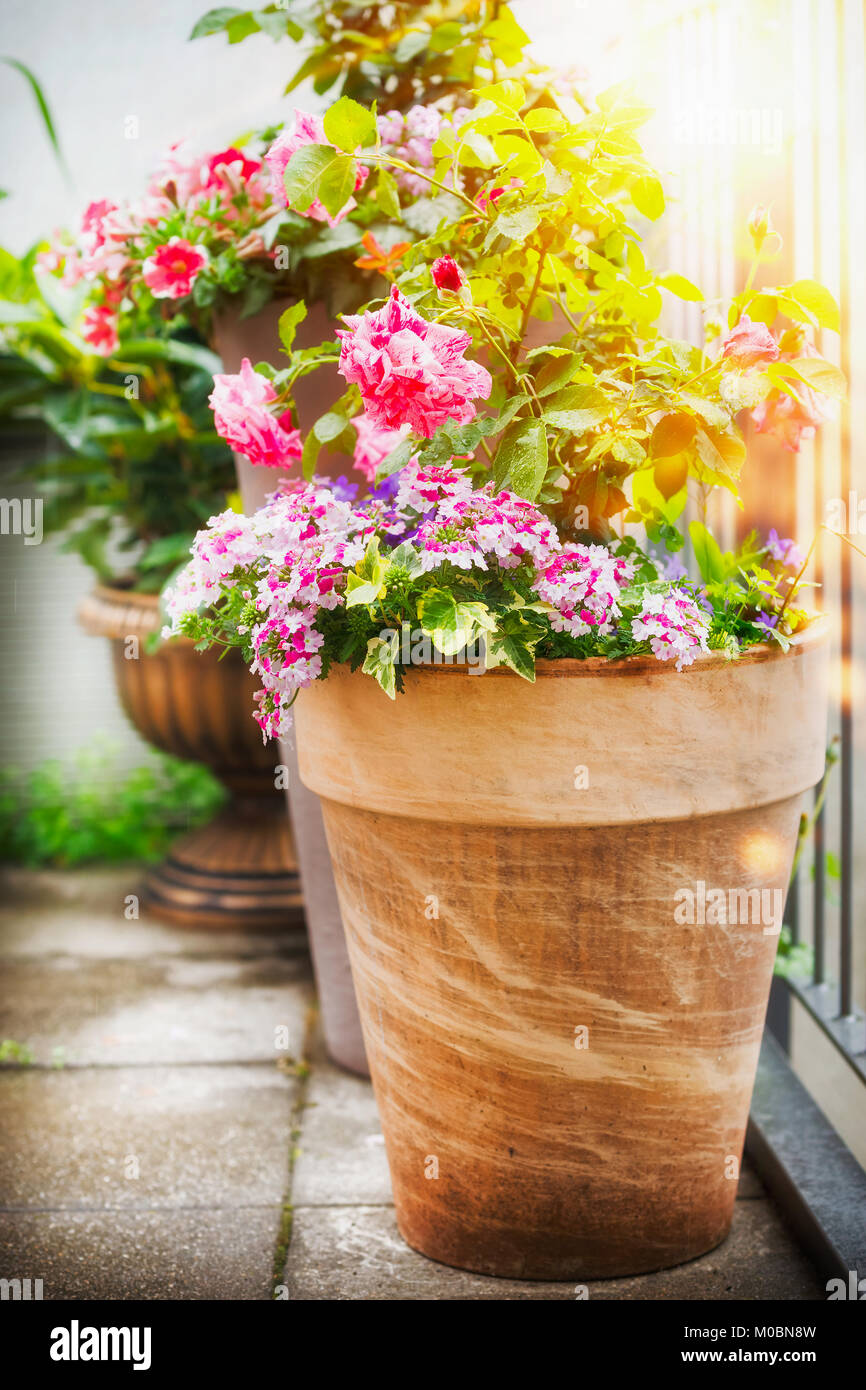 Pretty patio or balcony pot with container flowers: roses and verbena ...