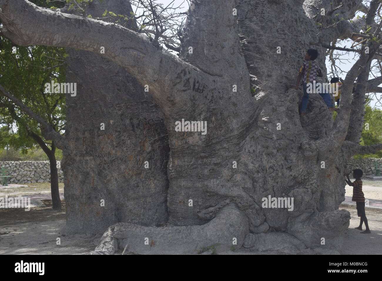 Bio bob tree hi-res stock photography and images - Alamy