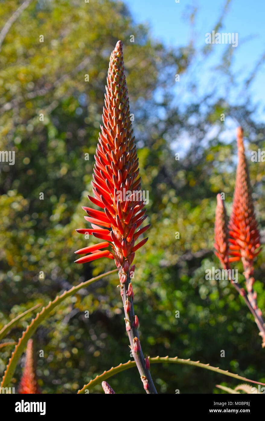Plants and flowers in botanical garden of Barcelona Stock Photo - Alamy