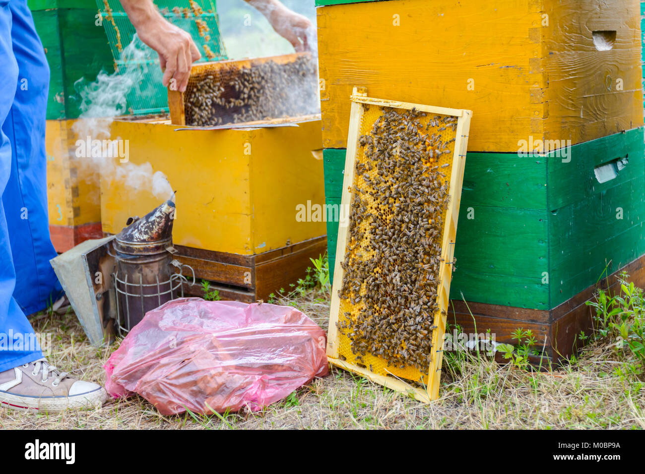 Beekeeper is using smoking pot to relax bees until he is taking out the ...