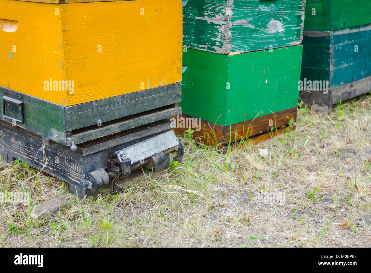Bees producing honey hi-res stock photography and images - Alamy