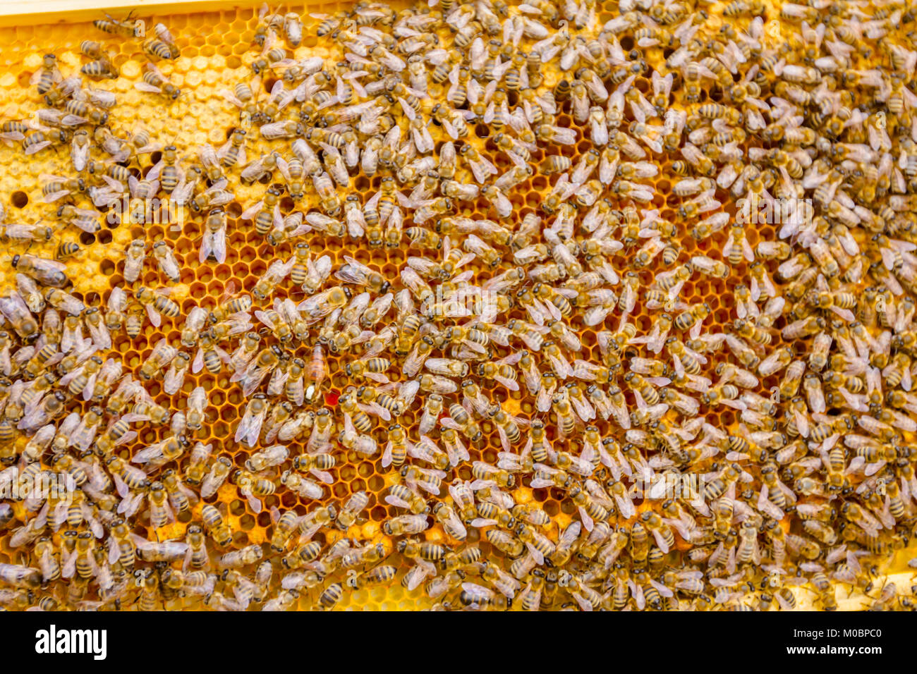 Beekeeper is holding up wooden frame with honeycomb and bees to control ...