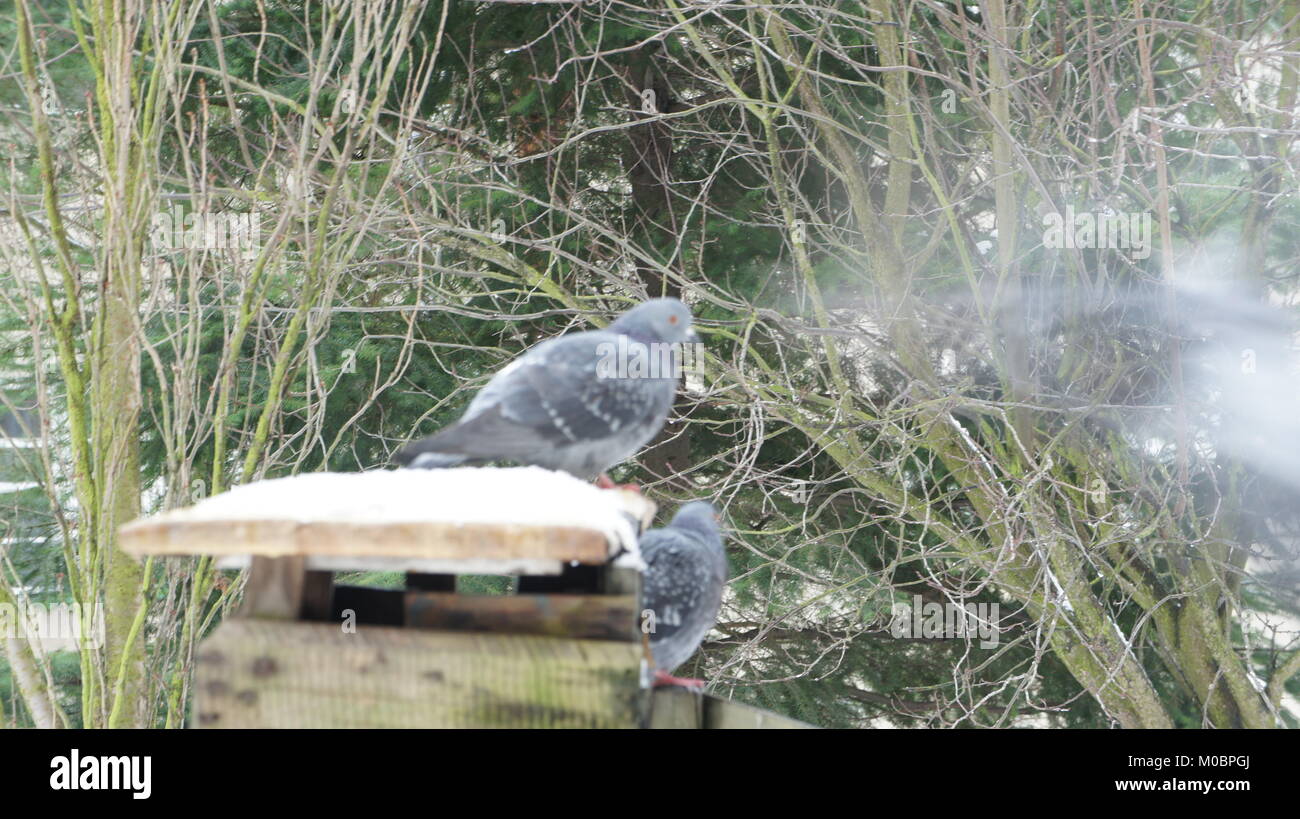 A Pigeons in winter, on tree background Stock Photo - Alamy