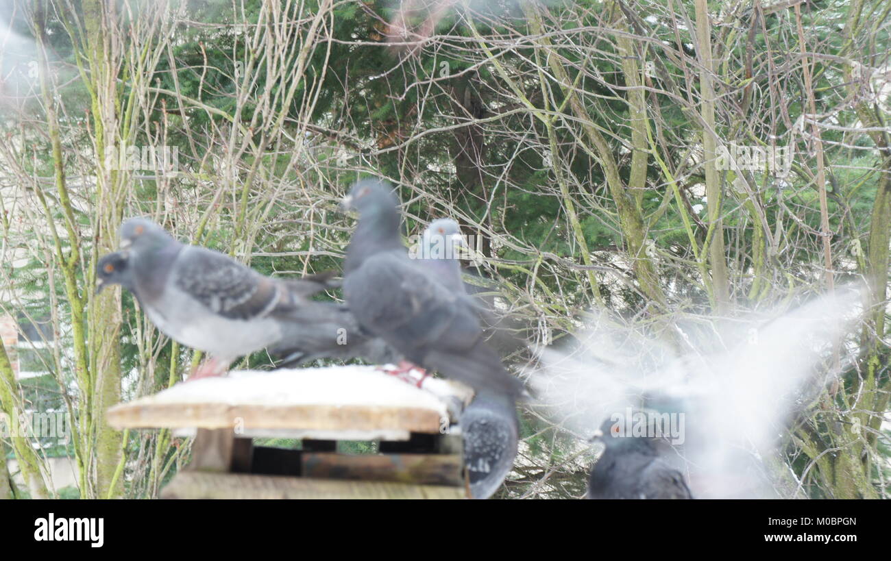 A Pigeons in winter, on tree background Stock Photo - Alamy