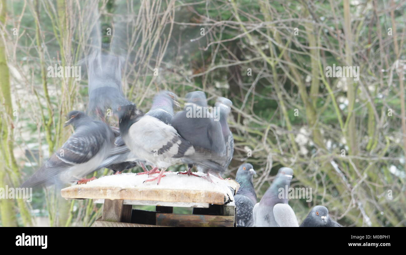 A Pigeons in winter, on tree background Stock Photo - Alamy