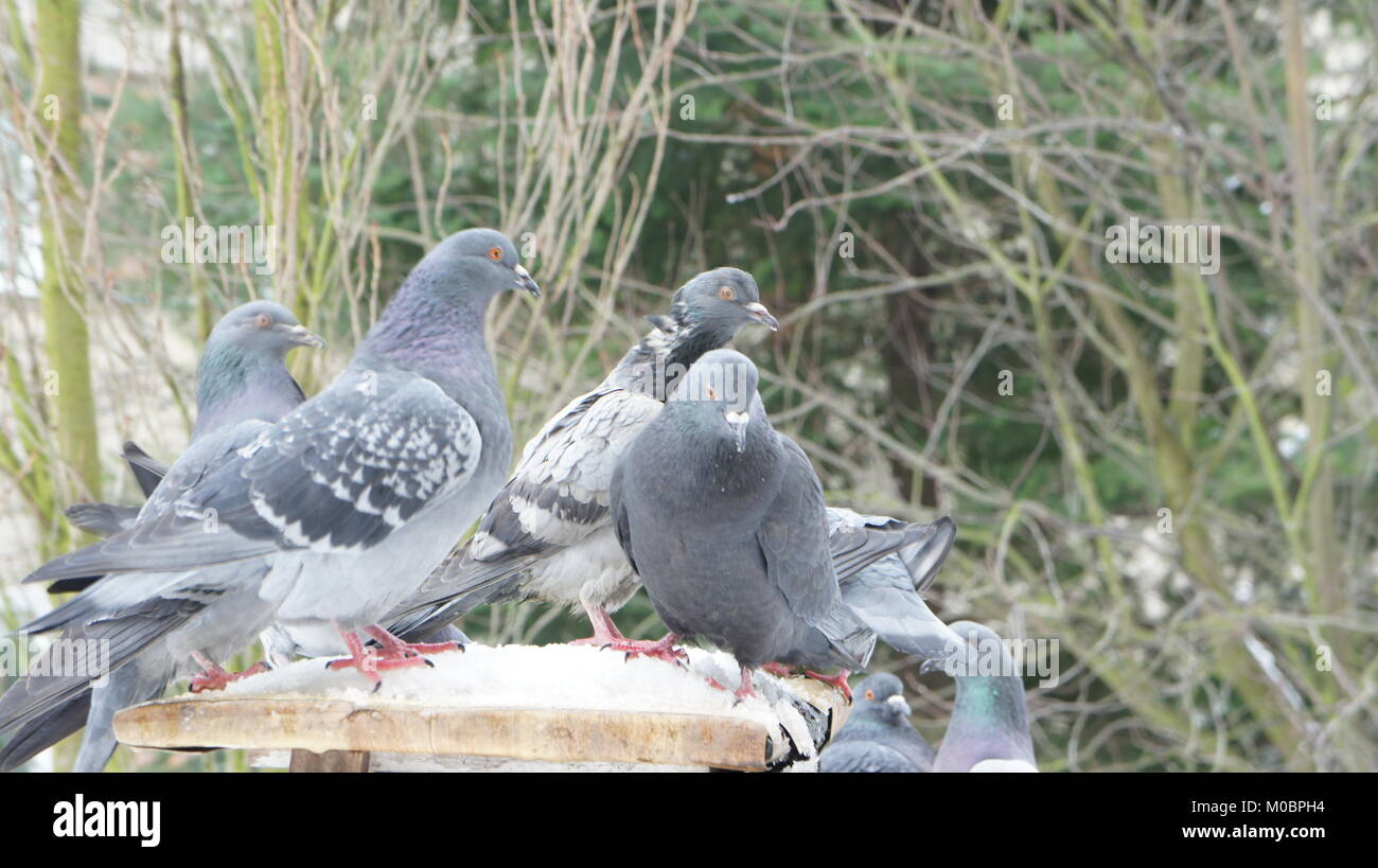 A Pigeons in winter, on tree background Stock Photo - Alamy