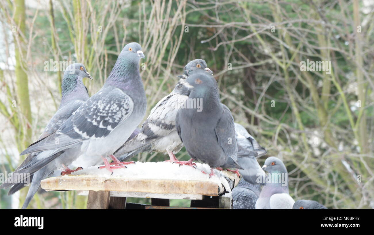 A Pigeons in winter, on tree background Stock Photo - Alamy